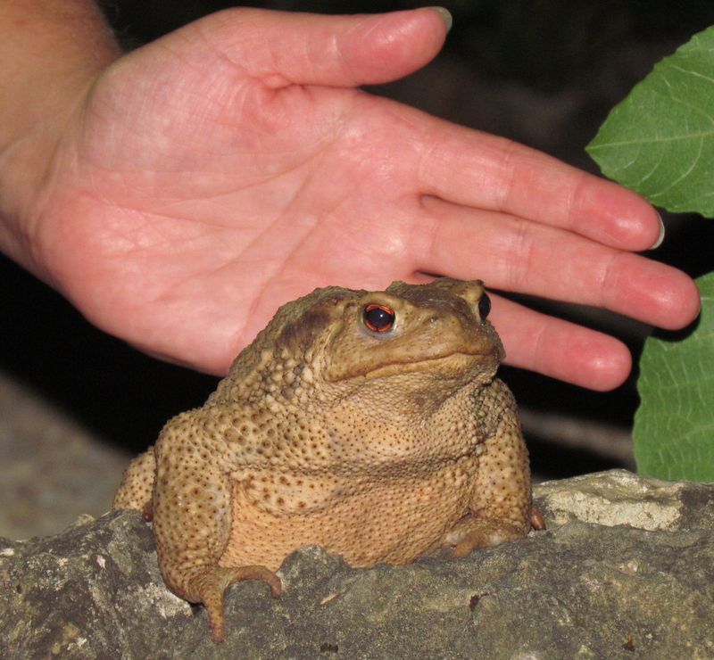 Tudse i Sydfrankrig - Naturbasen
