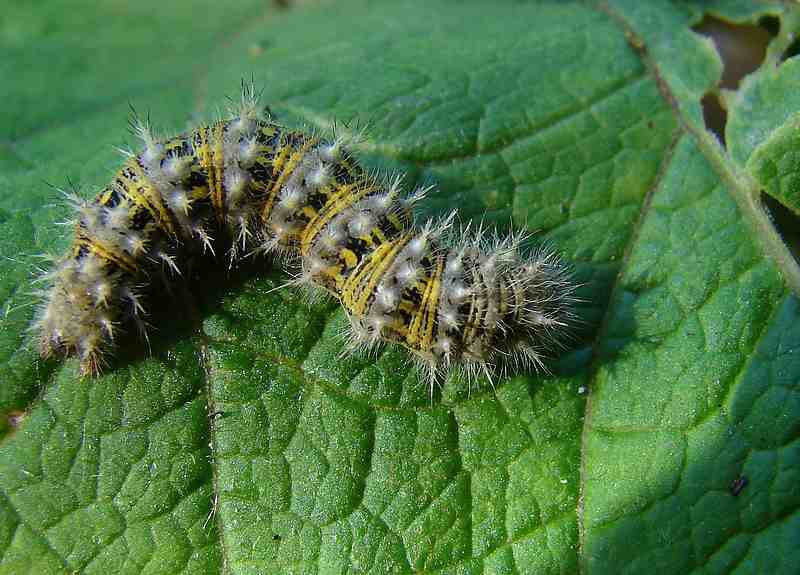 Lodden sort larve med flotte gule aftegninger? - Naturbasen