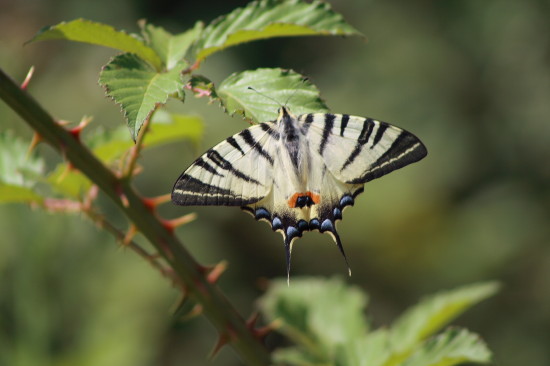 Insekter fra Italien - Naturbasen
