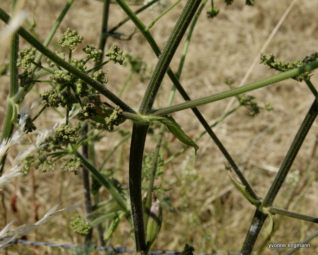 2. plante - Borreby Mose - Naturbasen