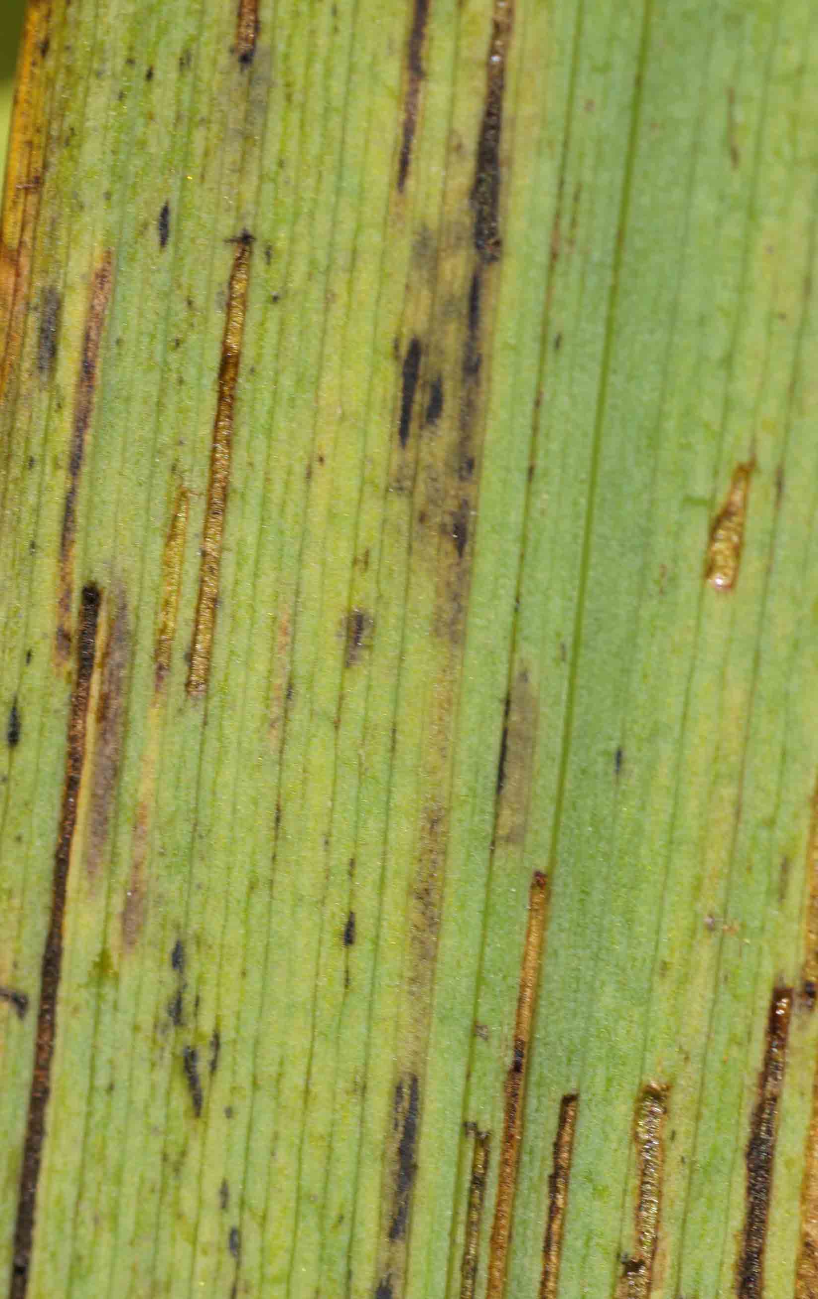 Hvad laver gule striber på iris? - Naturbasen