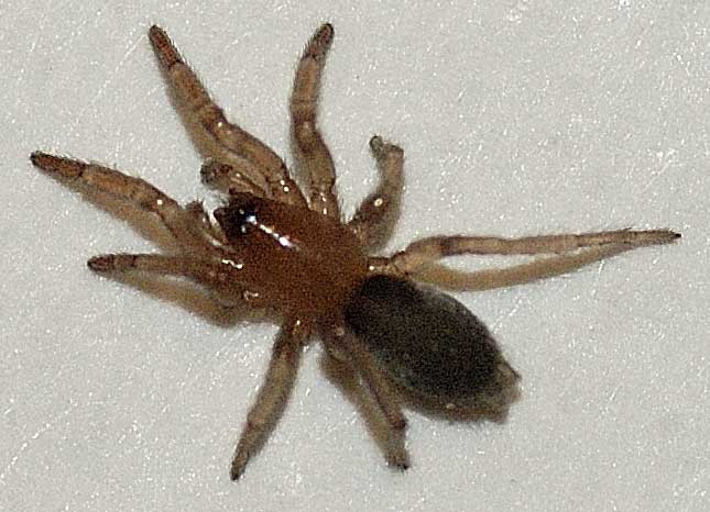 Hvilken rød og sort edderkop? - Naturbasen