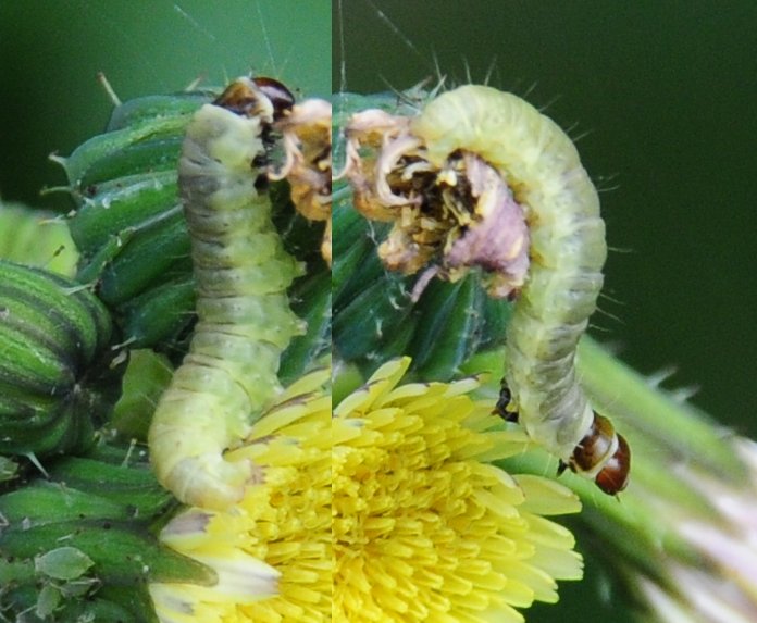 Lille grøn larve med sort hoved - Naturbasen
