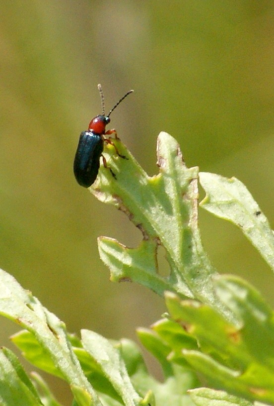 Hvad hedder denne lille bille? - Naturbasen