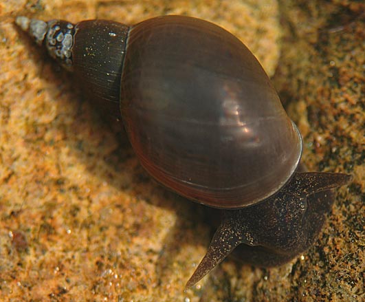 Hvilken snegl i havebassin? - Naturbasen