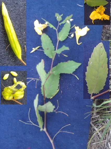 Spring-Balsamin er den jeg kommer frem til ;-) - Naturbasen