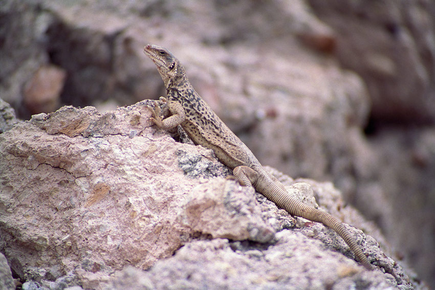 Mexicanske krybdyr - Naturbasen