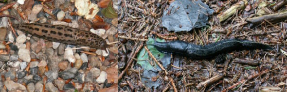 Hvilke snegle? - Naturbasen