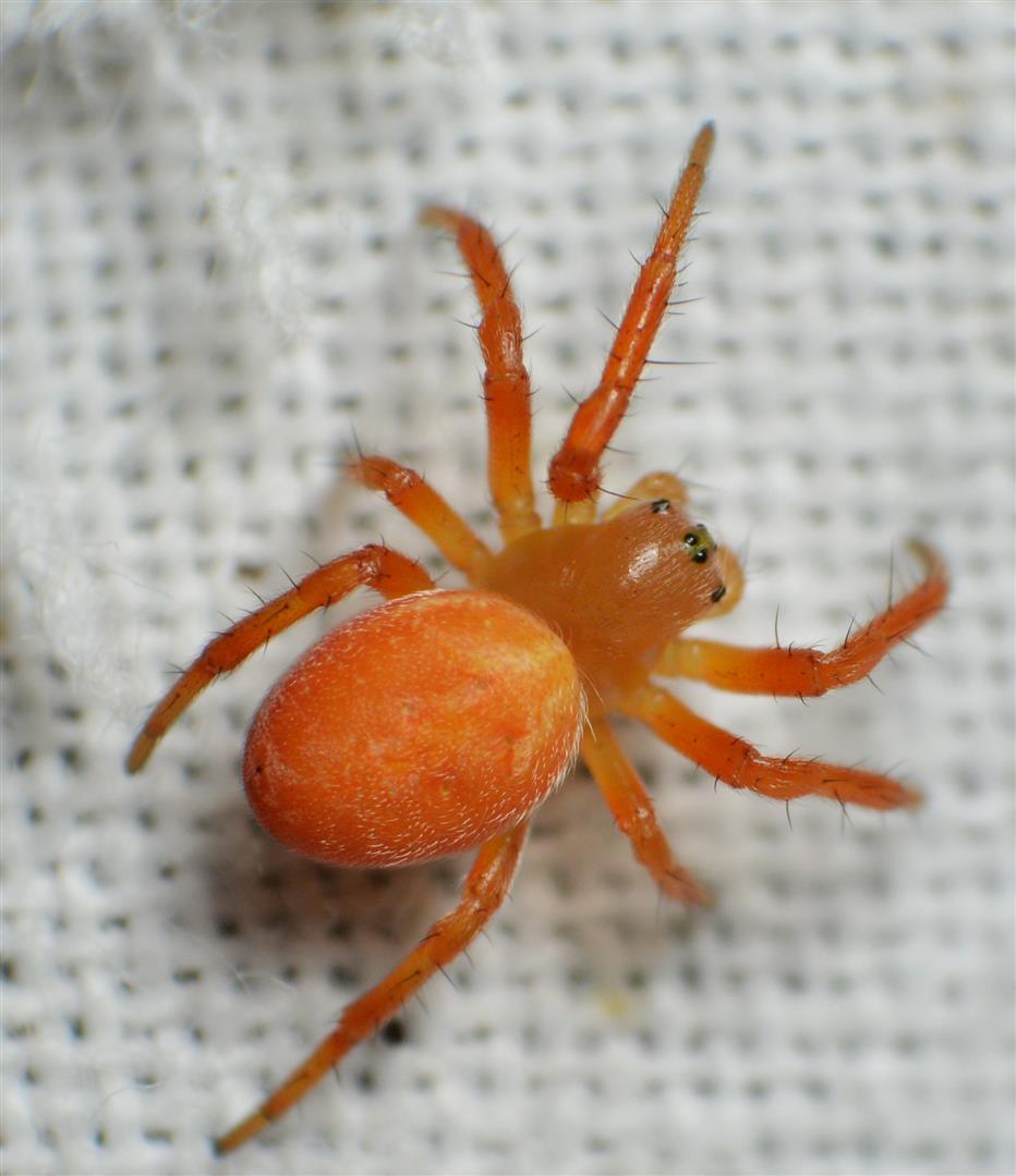 hvilken orange edderkop - Naturbasen