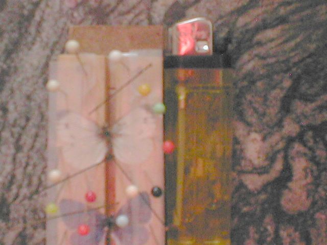 kålsommerfugl? - Naturbasen