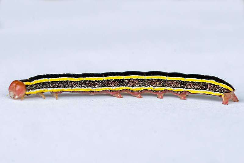 Larve m/gule striber? - Naturbasen