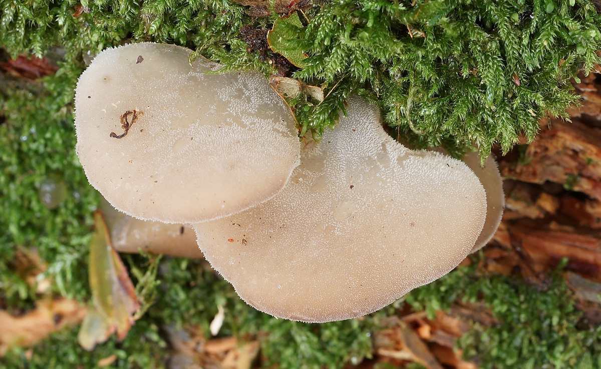 hvilken gummiagtig svamp - Naturbasen
