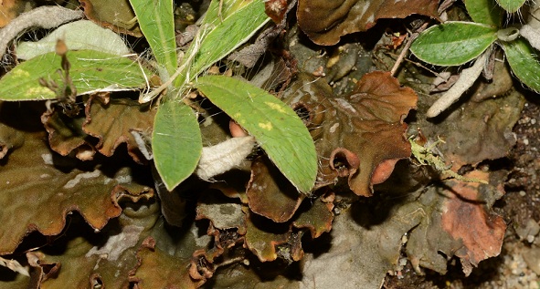 Hvilken lav på sandbund? - Naturbasen