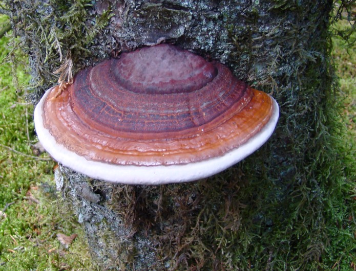 En svamp på et træ. Hvilken ? - Naturbasen