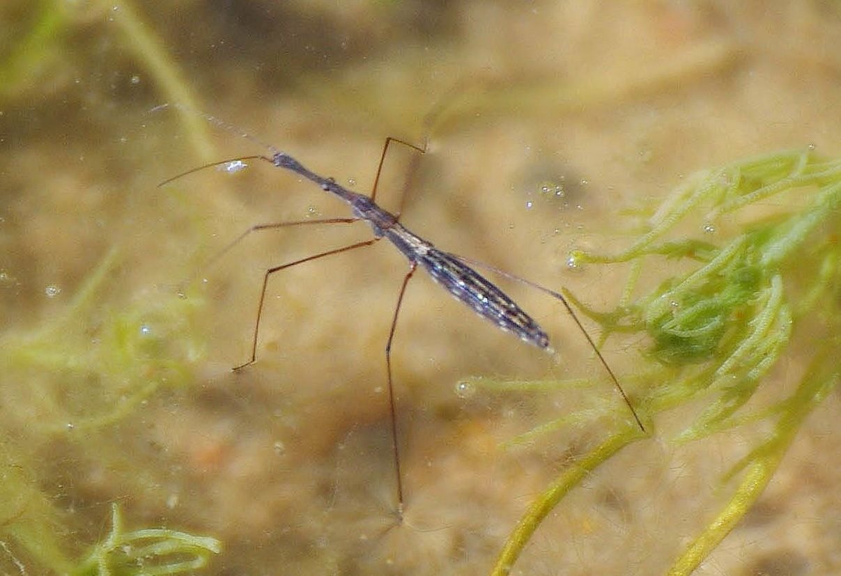Skrædder - hydrometra stagnorum eller h. gracilenta? - Naturbasen