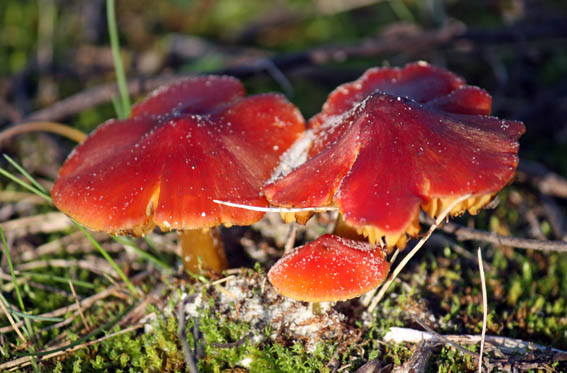 Hvad er det for en svamp. - Naturbasen