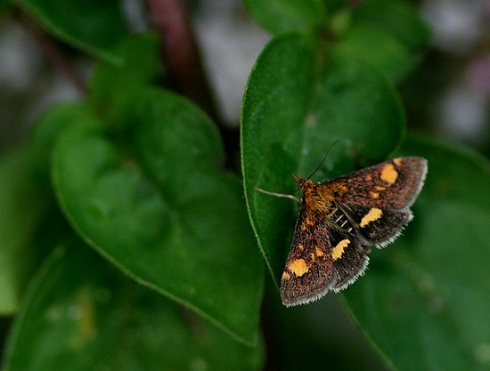 Pyrausta aurata eller sp? - Naturbasen