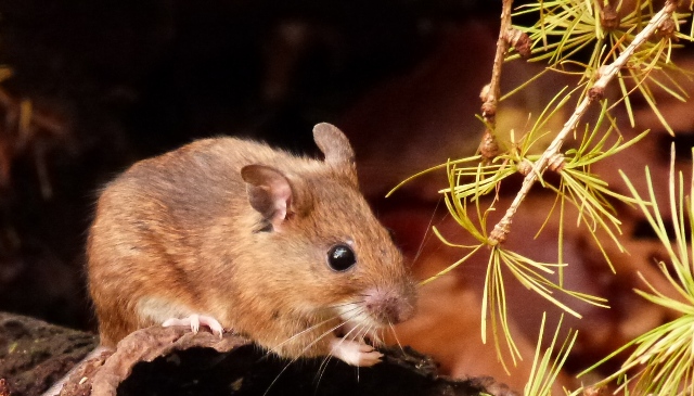 Muse id..?? - Naturbasen