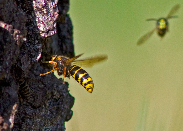 Stor Gedehams?? - Naturbasen