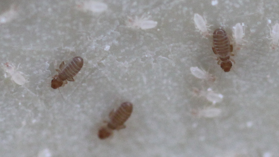 Trogium pulsatorium ??? kun 1 mm - Naturbasen