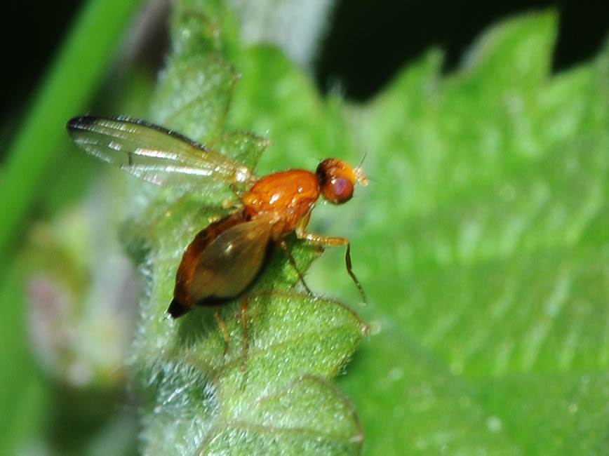 Orange flue med sort kant på vingen - Naturbasen