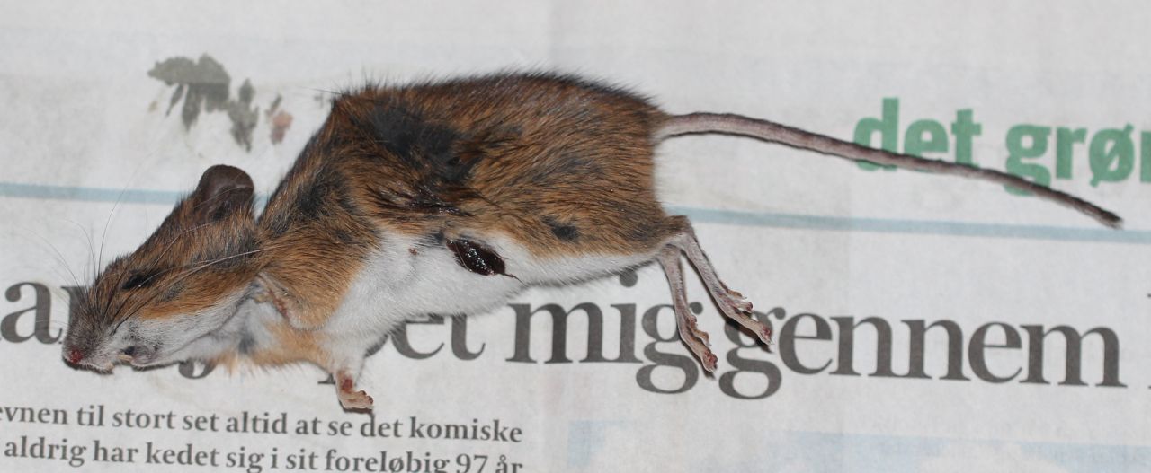 Skovmus eller halsbåndmus? - Naturbasen