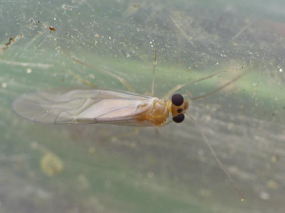 Stenopsocidae fra Bøtø - Naturbasen
