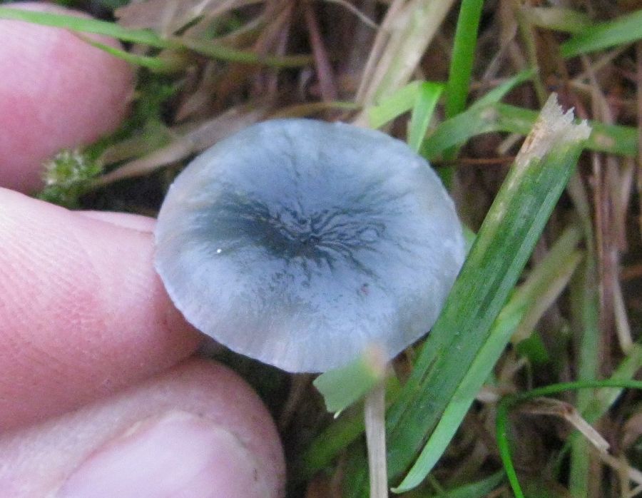Blå svamp fra overdrev? - Naturbasen