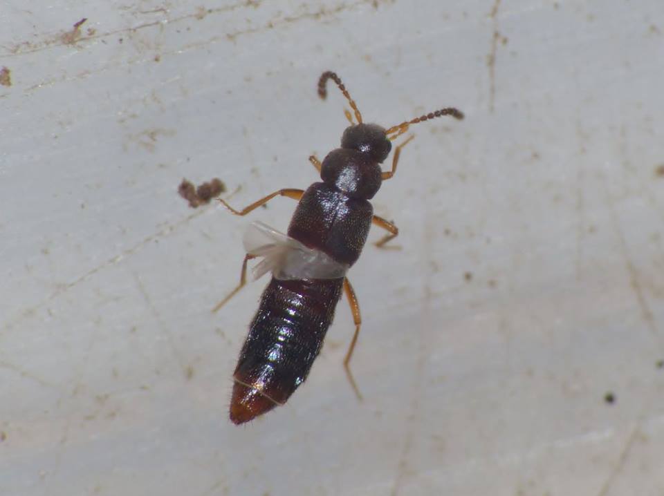 Leptusa fumida? - Naturbasen