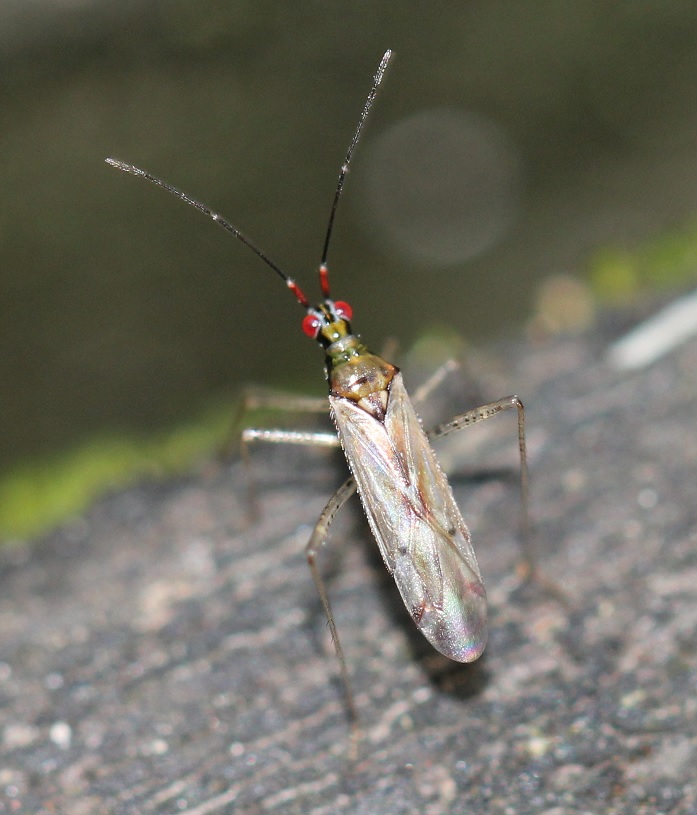 Dicyphus errans? - Naturbasen