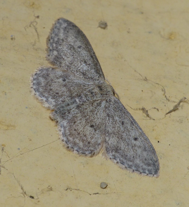 Er det Scopula incanata? - Naturbasen