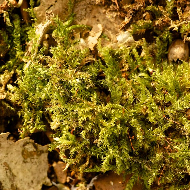 Hvilken Mos på jord - 8. - Naturbasen