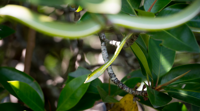 Slange - Sri lanka - Naturbasen