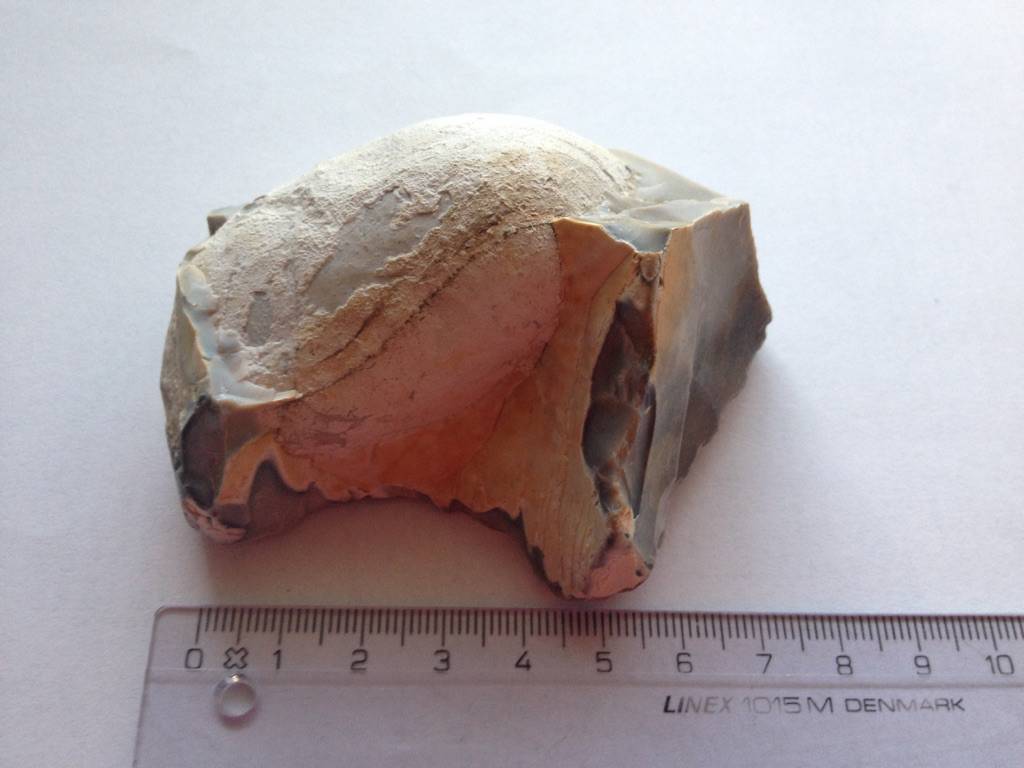 Musling? - Naturbasen