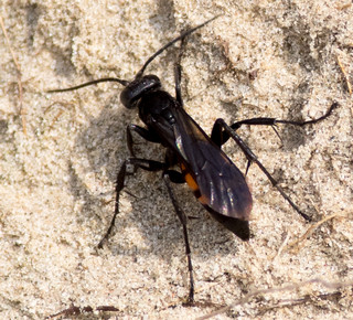 Sort/Orange hveps på overdrevs-sandskråning - Naturbasen