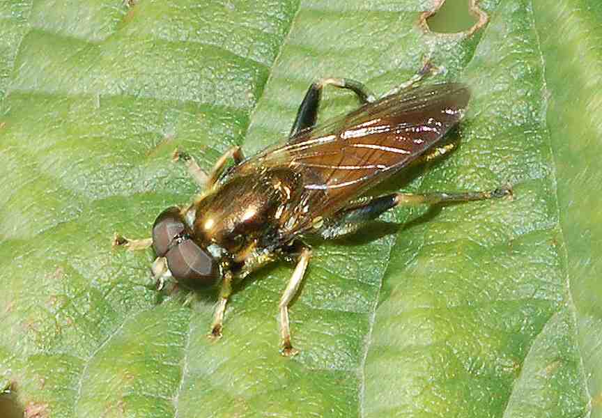 Flue med fede lår - Naturbasen
