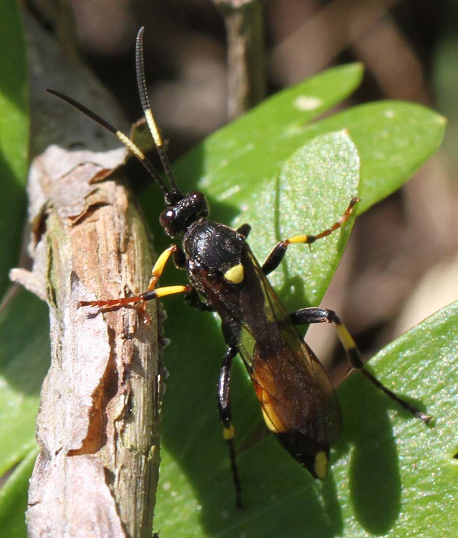 Fin lille hveps ..? - Naturbasen