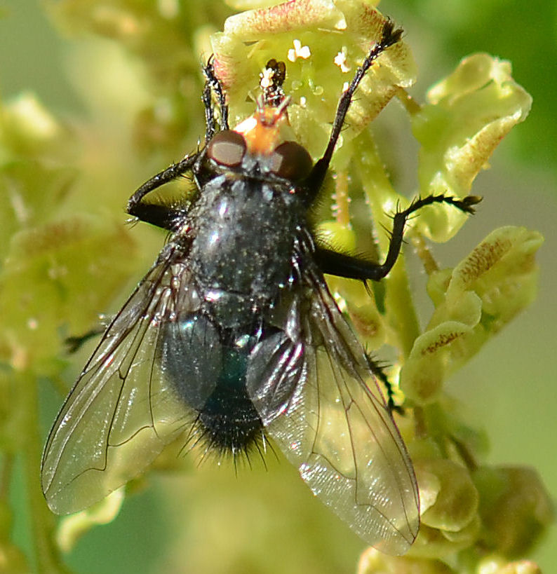 Sort/blå flue - Naturbasen