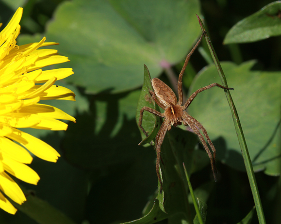 Hvilken jagtedderkop? - Naturbasen