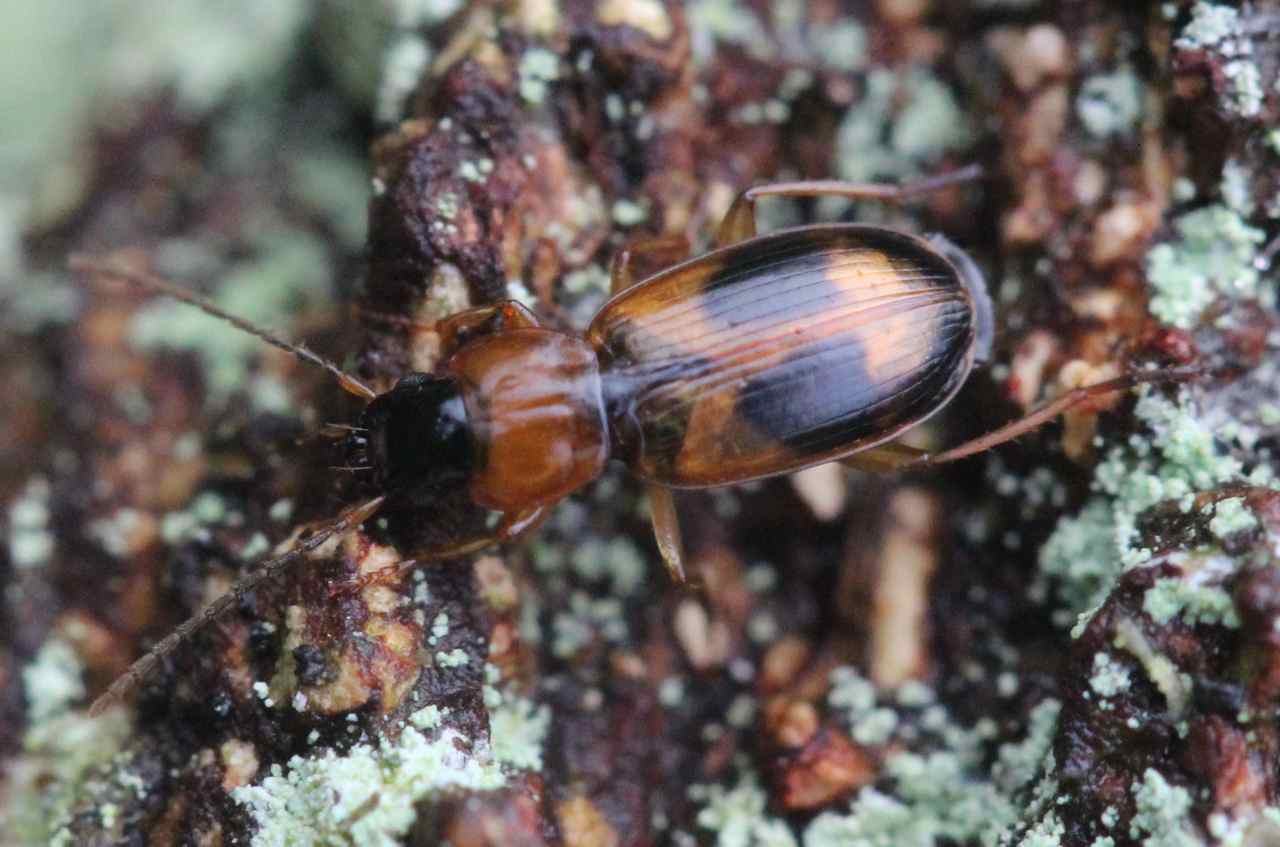 Hvilken rød/sort bille? - Naturbasen