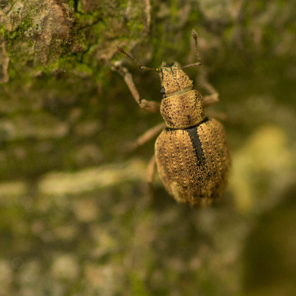 Hvilken lille lysebrun og sort bille? - Naturbasen