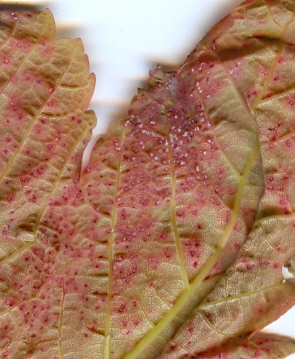 Hvad er dette? - Naturbasen