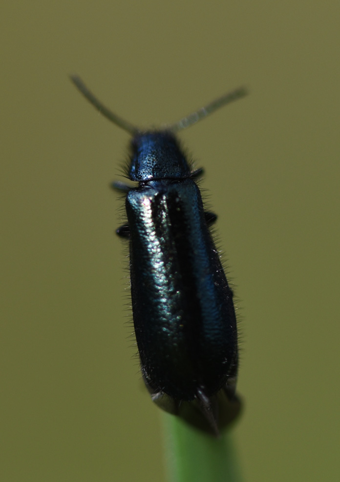 Hvilken sort, håret bille? - Naturbasen
