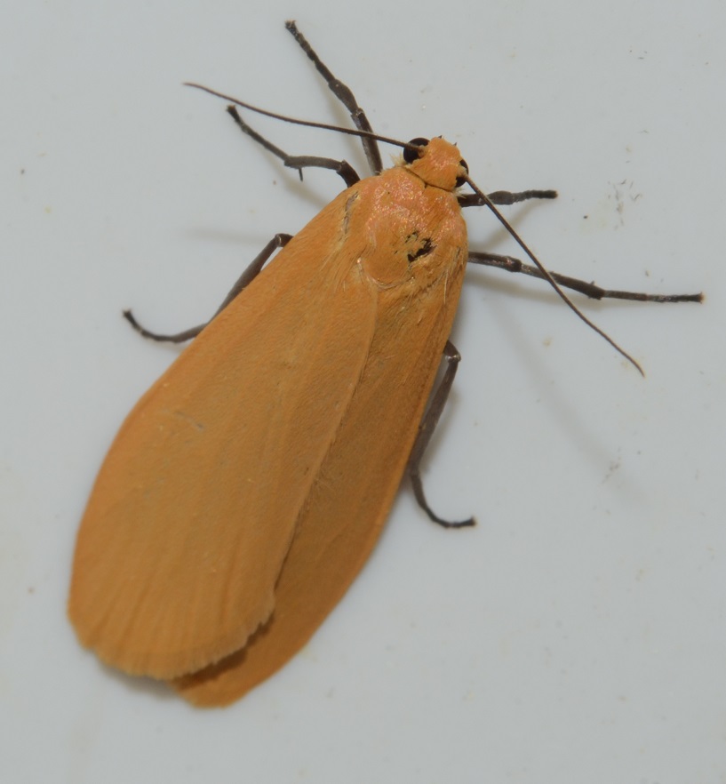 Eilema sororcula? - Naturbasen