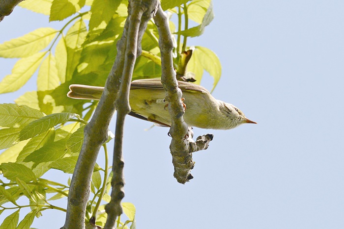 Hvilken sanger? - Naturbasen