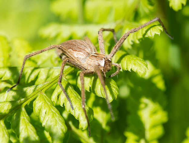 Hvilken stor edderkop fra skoven i dag? - Naturbasen
