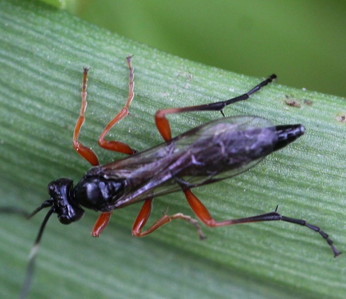 Total sort hveps med røde ben - Naturbasen