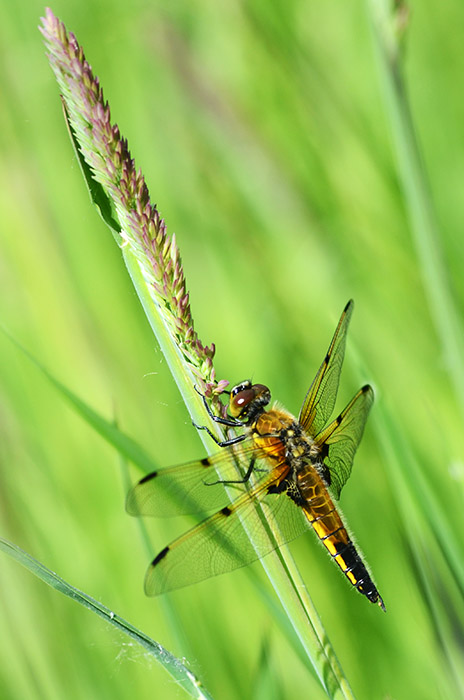 Fireplettet libel? - Naturbasen