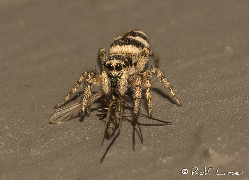 Salticus scenicus - Almindelig Zebra edderkop - Naturbasen