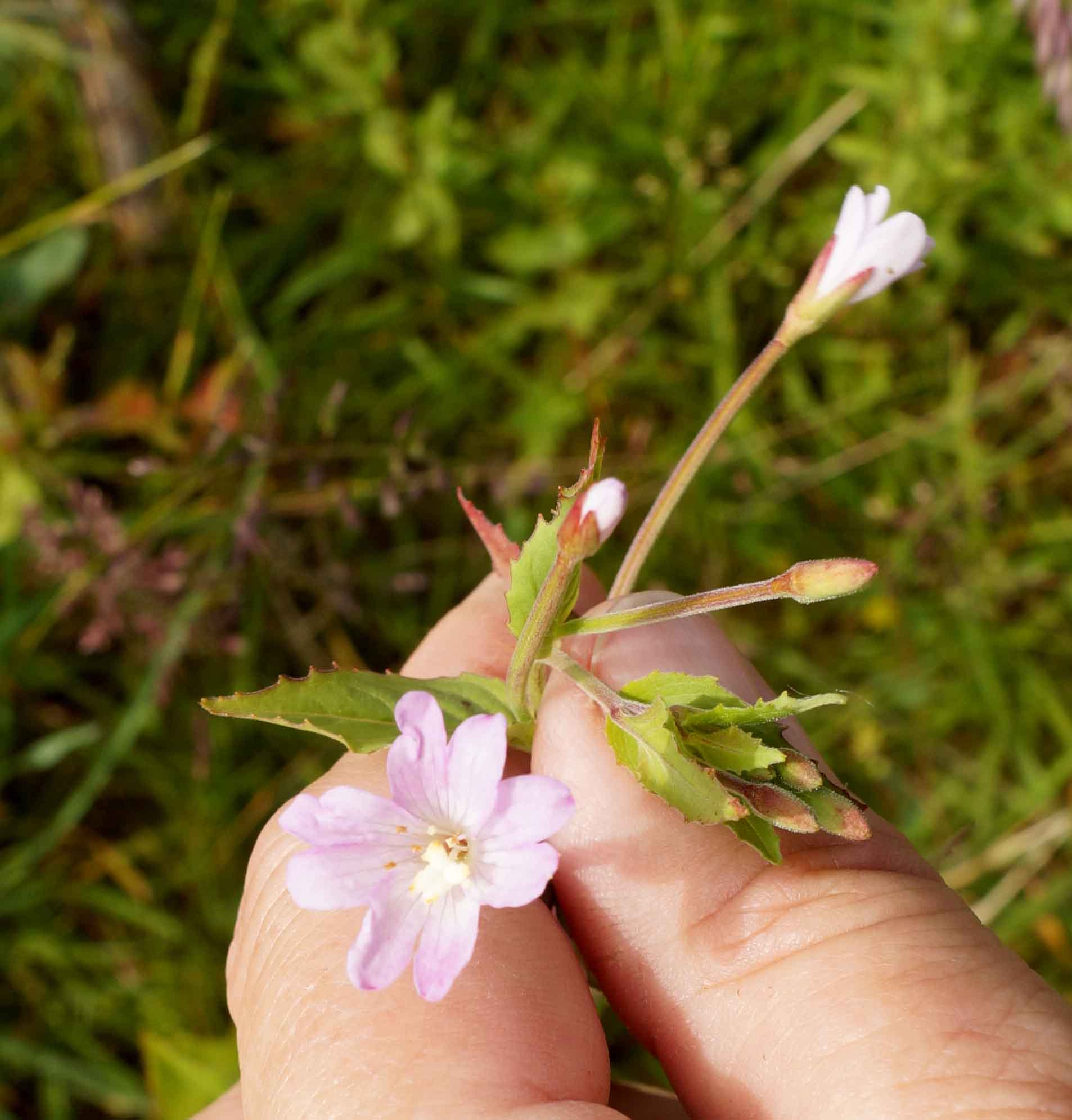 Hvilken dueurt? - Naturbasen